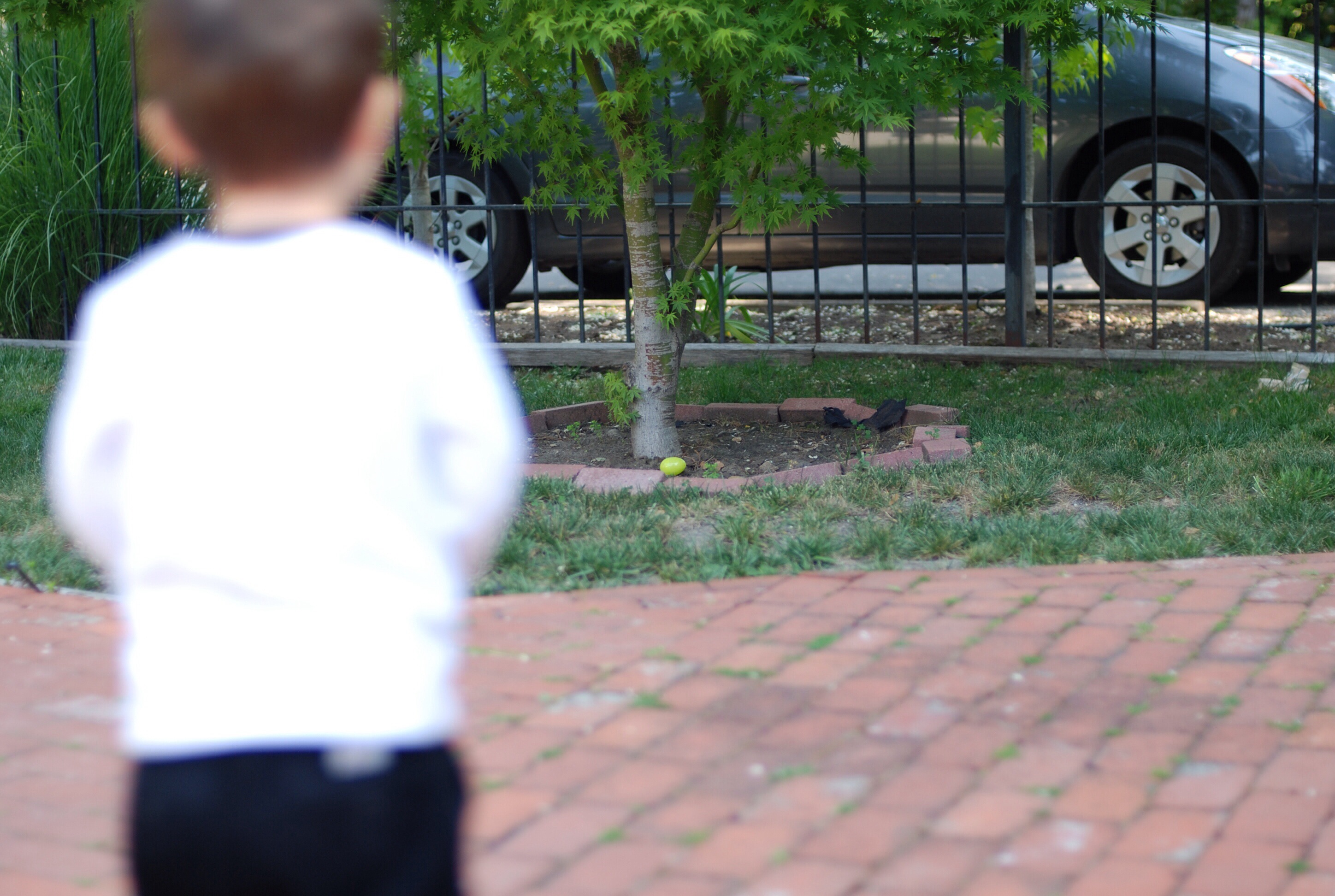 Apollo Lester | Born May, 2012